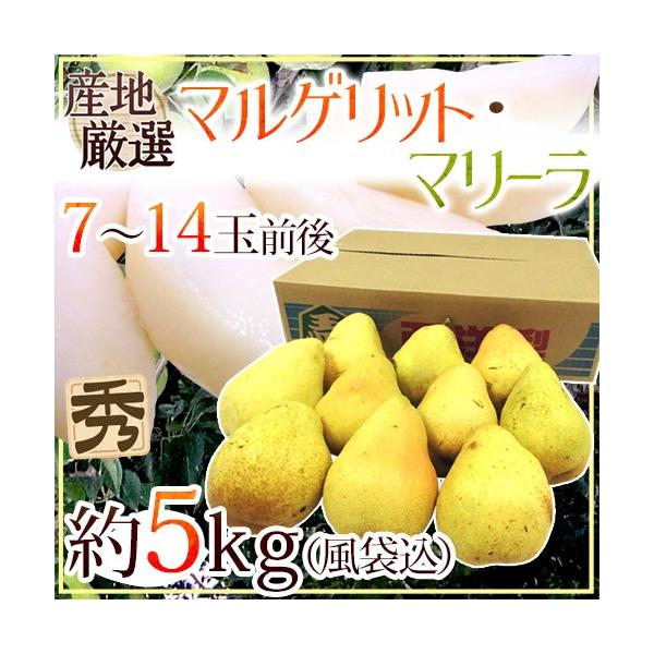 【発売日：2026年09月10日】【送料無料】上品な甘さとほのかな酸味、ふくよかな芳香、豊かな果汁と柔らかさ！！ラ・フランスの出回る前に食べられる爽やかな味わいの洋梨です♪洋梨/洋ナシ/洋なし/マルグリット・マリーラ/マーガレット/ラ・フラ...