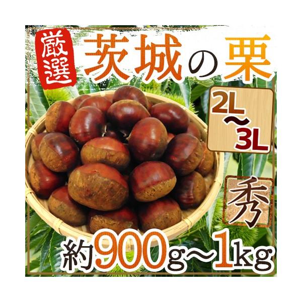 【発売日：2026年09月25日】日本一の生産量を誇る名産地「茨城県」の栗♪その時旬を迎えるこっくりと甘い大粒の栗は、茹でや蒸しなどシンプルな調理法はもちろん、お菓子に料理に大活躍です！くり/クリ/和栗/日本栗/丹沢栗/出雲栗/筑波栗/銀寄...
