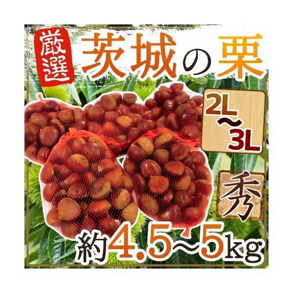 【発売日：2026年09月20日】【送料無料】日本一の生産量を誇る名産地「茨城県」の栗♪その時旬を迎えるこっくりと甘い大粒の栗は、茹でや蒸しなどシンプルな調理法はもちろん、お菓子に料理に大活躍です！くり/クリ/和栗/日本栗/丹沢栗/出雲栗/...