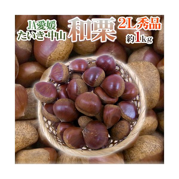 【発売日：2026年10月05日】【送料無料】「日本一」ともうたわれる愛媛の栗はホクホククリクリの極上食感♪繊細で深い甘さもたまりません！使いやすい大粒2Lサイズがこのお値段で！ くり/クリ/和栗/日本栗/生栗/フルーツ/果物/1キロ/爆買