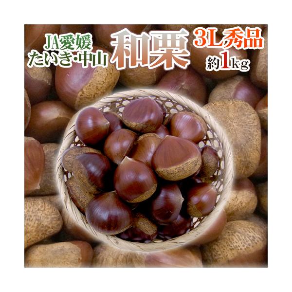 【発売日：2026年10月05日】【送料無料】「日本一」ともうたわれる愛媛の栗はホクホククリクリの極上食感♪繊細で深い甘さもたまりません！超大粒3Lサイズがこのお値段で！ くり/クリ/和栗/日本栗/生栗/フルーツ/果物/1キロ/爆買