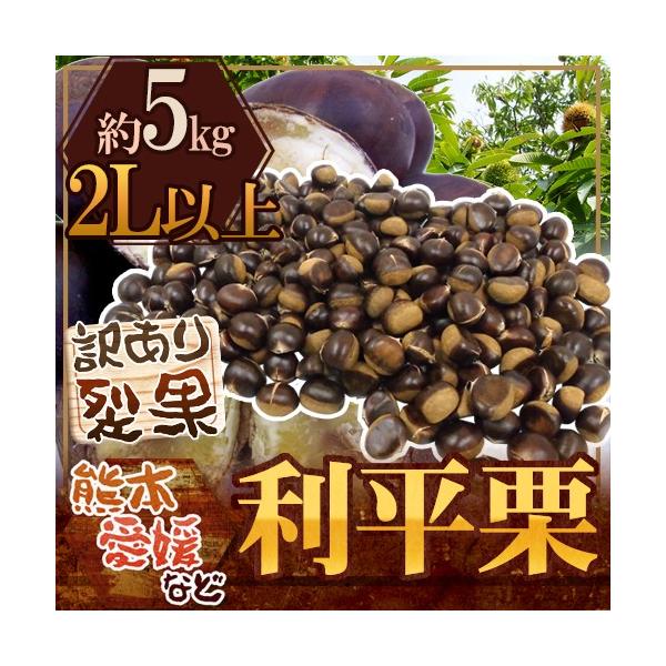 【発売日：2026年09月30日】【送料無料】老舗料亭や和菓子店のプロも認める品質の「利平栗」！他の栗の追随を許さない甘さと大粒♪ふっくらとしたシルエットがそのおいしさを物語っています!/フルーツ/果物/5キロ/爆買