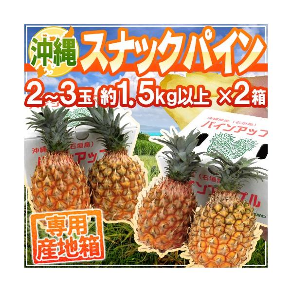 【発売日：2026年04月25日】【送料無料】甘〜くてジューシー♪手でちぎって食べられる！楽しさ抜群のパイナップル！芯まで食べられるから満足感たっぷり♪イガイガ感や酸味も少なく食べやす〜い！「中元」スナックパイン/ボゴールパイン/沖縄パイン...