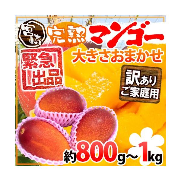 訳あり！【完熟！宮崎マンゴー】なめらかでとろけるような濃厚な甘さを、格安価格でご家庭に♪/フルーツ/果物/1キロ/爆買