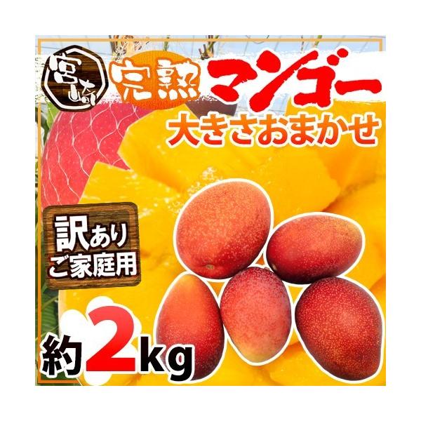 訳あり！【完熟！宮崎マンゴー】なめらかでとろけるような濃厚な甘さを、格安価格でご家庭に♪「中元」/フルーツ/果物/2キロ/爆買