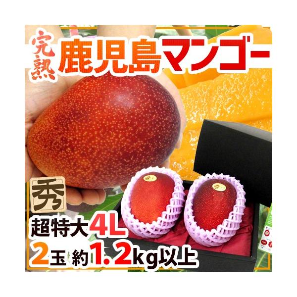【発売日：2026年05月20日】【送料無料】キメが細かく高糖度、濃厚な味わいと宝石のように美しい鹿児島県産の“完熟マンゴー”。超特大4Lの中でもさらに大きいものをご用意しました！/フルーツ/果物/爆買