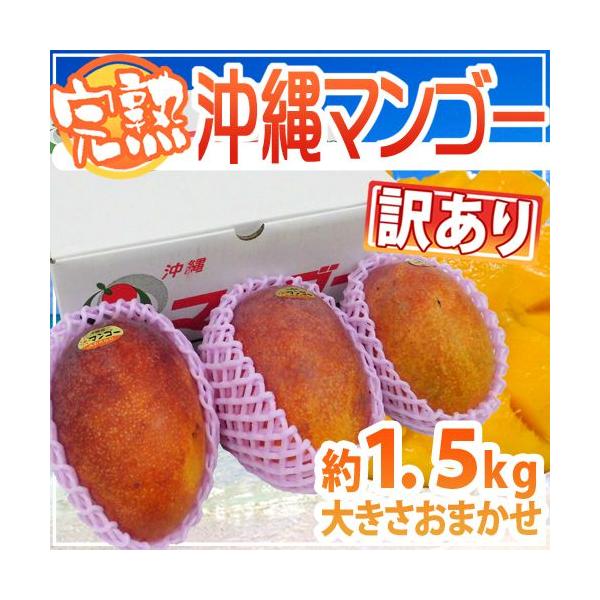 【発売日：2026年07月25日】太陽をさんさんと浴びたトロピカル感♪トロ〜り濃厚天然スイーツ！宮崎県に負けない沖縄品質のマンゴーがとってもお買い得♪/フルーツ/果物/1.5キロ/爆買
