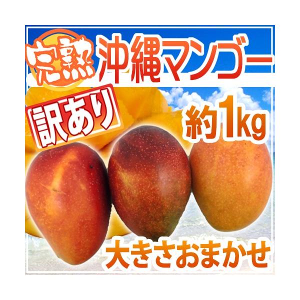 【発売日：2026年07月25日】太陽をさんさんと浴びたトロピカル感♪トロ〜り濃厚天然スイーツ！宮崎県に負けない沖縄品質のマンゴーがとってもお買い得♪国産マンゴー発祥の地♪/フルーツ/果物/1キロ/爆買