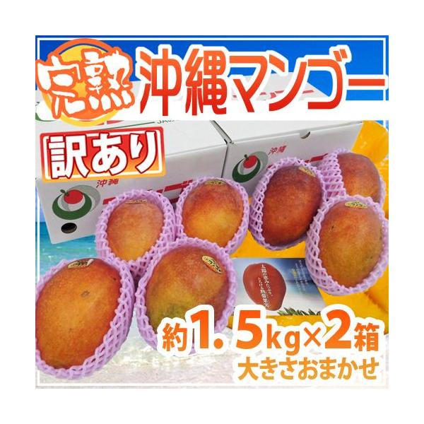 【発売日：2026年07月25日】太陽をさんさんと浴びたトロピカル感♪トロ〜り濃厚天然スイーツ！宮崎県に負けない沖縄品質のマンゴーがとってもお買い得♪/フルーツ/果物/1.5キロ/爆買