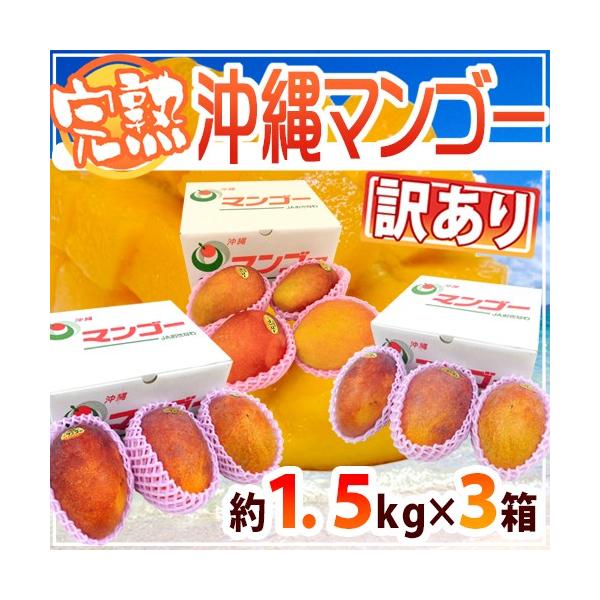 【発売日：2026年07月25日】【送料無料】太陽をさんさんと浴びたトロピカル感♪トロ〜り濃厚天然スイーツ！宮崎県に負けない沖縄品質のマンゴーがとってもお買い得♪/フルーツ/果物/1.5キロ/爆買
