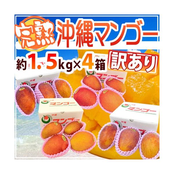 【発売日：2026年07月25日】【送料無料】太陽をさんさんと浴びたトロピカル感♪トロ〜り濃厚天然スイーツ！宮崎県に負けない沖縄品質のマンゴーがとってもお買い得♪/フルーツ/果物/1.5キロ/爆買