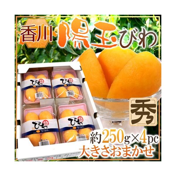 【発売日：2026年05月31日】【送料無料】実は隠れた名産地♪注目品種「陽玉（ようぎょく）びわ」！びわ特有の爽やかな甘さと、ほどよい酸味が調和するびわツウさんも納得の希少品種です♪茂木びわ/もぎびわ/ようぎょくびわ/陽玉びわ/お中元/御中...