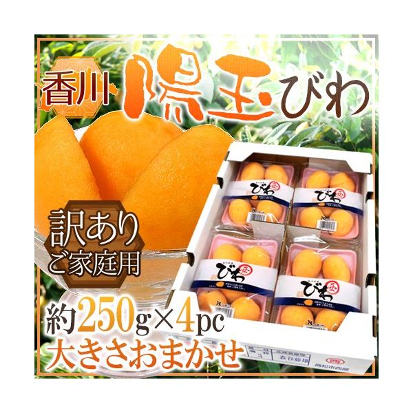 【発売日：2026年05月31日】【送料無料】実は隠れた名産地♪注目品種「陽玉（ようぎょく）びわ」！びわ特有の爽やかな甘さと、ほどよい酸味が調和するびわツウさんも納得の希少品種です♪茂木びわ/もぎびわ/ようぎょくびわ/陽玉びわ/お中元/御中...