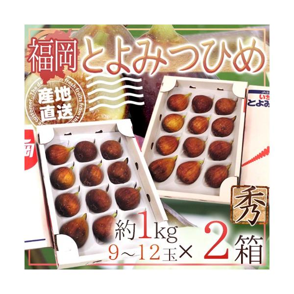 【発売日：2026年08月25日】産地直送で超新鮮！いちじく界の革命児！滑らかな食感、上品でしっかりとした甘さ、独特の豊かな風味！皮も柔らかいから丸ごと食べられちゃう♪注目の新品種です！ イチジク/いちぢく/イチヂク/無花果/豊蜜姫/とよみ...