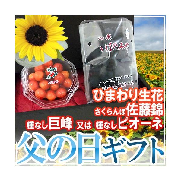 【発売日：2026年06月08日】【送料無料】さくらんぼの王様「佐藤錦」と食べやすく濃厚な黒ブドウ「種なし巨峰」又は「種なしピオーネ」のどちらか、そして「ひまわり生花」でお父さんに感謝を伝えるセット！高級感溢れる味わいはお父さんも感激！父の...