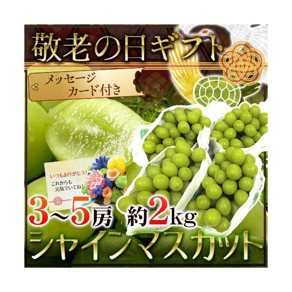 【発売日：2026年09月13日】【送料無料】種なしで皮ごと食べられてあま〜い！瑞々しいフルーツを敬老の日に贈る♪人気の【シャインマスカット】をおじいちゃん・おばあちゃんに！頬張れば口いっぱいにマスカットの香りが広がります♪おじいちゃん・お...