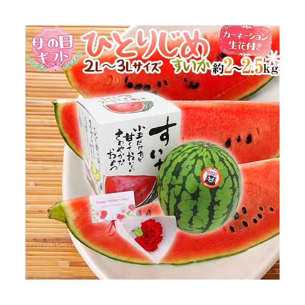 【発売日：2026年05月02日】【送料無料】熊本産小玉スイカ【ひとりじめスイカ】と【カーネーション生花】の当店オリジナルセットです♪母の日限定ギフトラッピング♪スイカ/すいか/西瓜/こだまスイカ/プレゼント/ギフト/フルーツギフト/母/は...