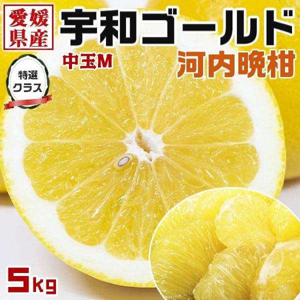 ■商品名： 宇和ゴールド みかん 特選クラス Mサイズ 約5kg 愛媛県産 河内晩柑 美生柑・手土産・お供え・ご家庭へのギフト ■お届けの目安： 土日祝を除く2〜5日前後の順次出荷予定【出荷日お任せ・指定日不可】 ※収穫状況によって申込締切...