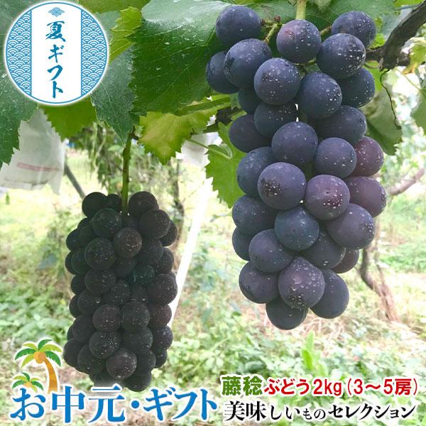 ■商品名： お中元 ぶどう 藤稔 (ふじみのり) 京たんご産 2kg (3〜5房)【贈答用】京都府京丹後市産 高級ギフト フルーツ 果物 遅めの 夏ギフト ■お届けの目安： 2026年8月下旬頃から出荷予定（指定日不可）・早まる場合や遅れる...