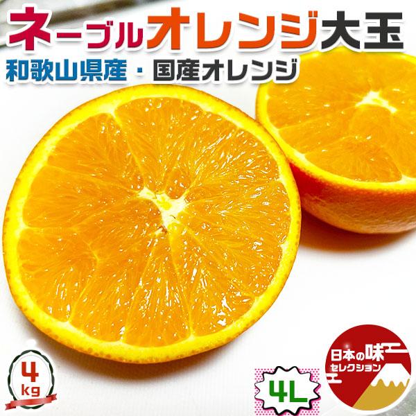 ■商品名： 和歌山 ネーブル オレンジ 4kg 大玉 4Lサイズ限定 国産 農園・生産者から出荷 【出荷日お任せ・指定日不可】紀州 バレンタイン 果物 柑橘 生果 フルーツ  ■お届けの目安： 土日祝を除く2〜5日前後の順次出荷予定・お任せ...