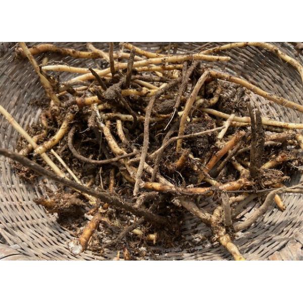 KURUMAYA-herbの商品をご覧いただきありがとうございます。KURUMAYA-herbは長野県信濃町斑尾山中腹に位置するハーブ農家です。斑尾山は童謡『ふるさと』『朧月夜』の舞台となりました大平山や大持山という里山が属している山です。...