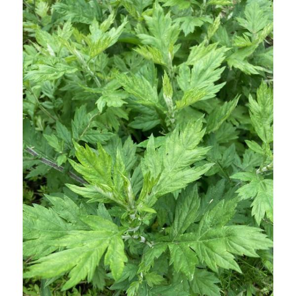 KURUMAYA-herbにご来店いただきありがとうございます。KURUMAYA-herbは長野県信濃町斑尾山中腹に位置するハーブ農家です。その昔は水車小屋があり米つき屋でしたのでKURUMAYA(車屋)は屋号です。冬は豪雪地帯になり夏〜秋...