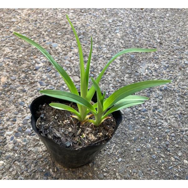 KURUMAYA-herbの商品をご覧いただきありがとうございます。KURUMAYA-herbは長野県信濃町斑尾山中腹に位置するハーブ農家です。斑尾山は童謡『ふるさと』『朧月夜』の舞台となりました大平山や大持山という里山が属している山です。...
