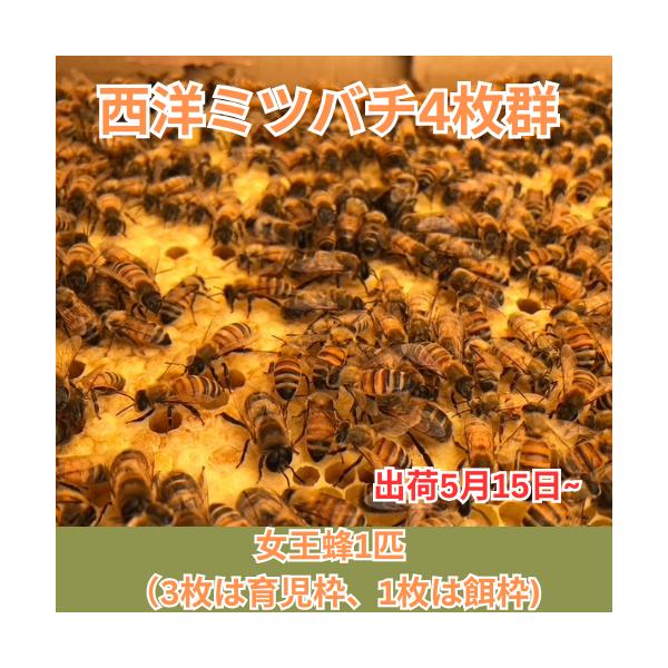 【発売日：2026年03月31日】販売商品紹介】 すでに養蜂道具をお持ちの皆様へ 本格的な養蜂をすぐに始められるセットをご用意しました！ 商品内容 段ボール巣箱 巣枠（巣脾）4枚（3枚は育児枠、1枚は餌枠） 健康な女王蜂 1匹 巣枠4枚にび...
