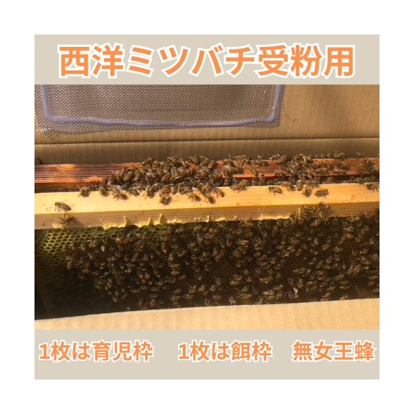 蜂の巣枠2枚（1枚は育児枠、1枚は餌枠）で、女王蜂は入っておりません。必ずハウス内に設置してください。メロン、スイカ、果樹などの受粉用にご利用いただけます。ヤマト運輸で発送いたします。 ご注意ください： このセットには女王蜂は含まれておりま...
