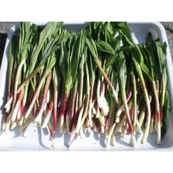 北海道釧路の山より採取した<BR>新鮮な行者ニンニクを発送いたします。<BR><BR>醤油漬け・焼肉に・天ぷら・野菜炒めに・<BR>チャーハンに・パスタにといろいろな<BR>食べ方...