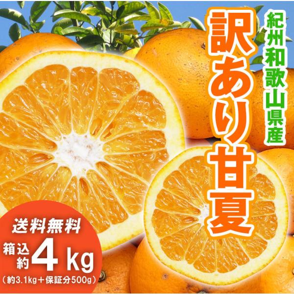 和歌山県産の甘夏です。箱込・保証分込で約4kgとなります。（約3.1kg＋保証分500g）サイズ：大小混合（片寄る場合あり）訳あり・ご家庭用（傷・枝すれ葉すれ・汚れ・黒点・日焼け・す上がり等あり）のし等・ギフト対応不可生ものですので、冷暗所...