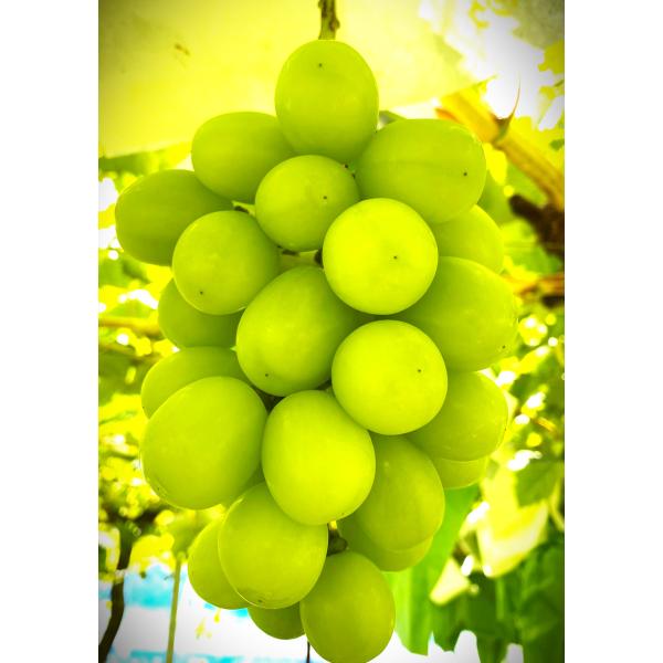 【送料無料】ワイナリーがつくったシャインマスカットです！大粒で翡翠の様な緑色から、熟れた黄色のシャインマスカットは、皮ごと食べられて種無し！香りが良くとても上品な甘さです！冷蔵庫で長持ちします。今年の収穫時期は9月上旬から10月下旬です。※...