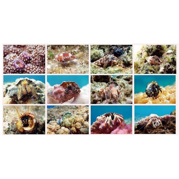 『ヤドカリ類のポストカード 12枚セット』・日本産ヤドカリ類のポストカードです。　ポストカードは色々な使い方ができます。　和名・学名つき・横向き　・12枚セット未開封新品です。定価：税込660円。（本体600円+税）発送はゆうメール160円...