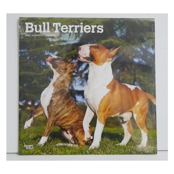 輸入2022年犬カレンダー「ブルテリア」『BULL TERRIERS』　月めくり形式で、上部に写真、下部に日付（メモ欄あり）　のデザインです。　30cm×30cm。 2022年　1月〜12月まで。未開封新品です。発送は定形外郵便380円を予...