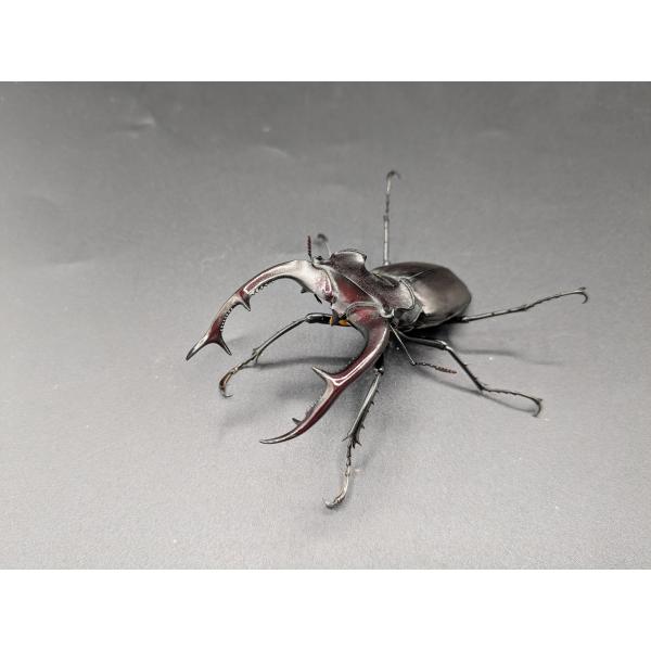 トルコ　産アクベシアヌスミヤマ　♂86ｍｍ♀51ｍｍ♂CBF1　R7年11月羽化　♀CBF1　R7年9月羽化5-7度で休眠中です