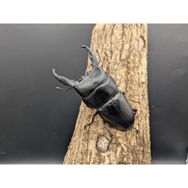 WDアルキデスヒラタ(長歯)　♂82ｍｍ♀フリースマトラ　アチェ　産♂ WD　R7年11月入荷　♀WD　R7年11月入荷　