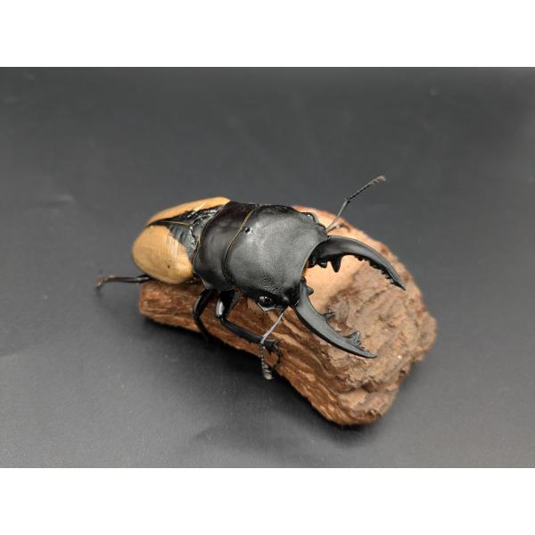 ブルマイスターツヤ　幼虫インド　ニルギリ　産　CBF4　R7年12月孵化　