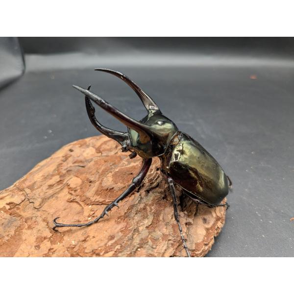 WDアトラスオオカブト　♂80ｍｍ♀フリーサイズ　♂WD　R8年9月入荷　♀WD　R8年9月入荷スマトラ　ベンクール　産