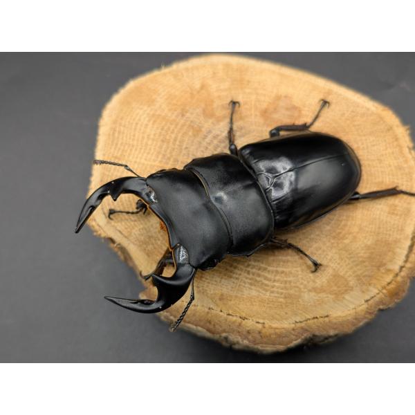 ベトナムアンテ　♂77ｍｍ♀47ｍｍハザン　産♂WF1 R6年12月羽化　WF1　R6年12月羽化