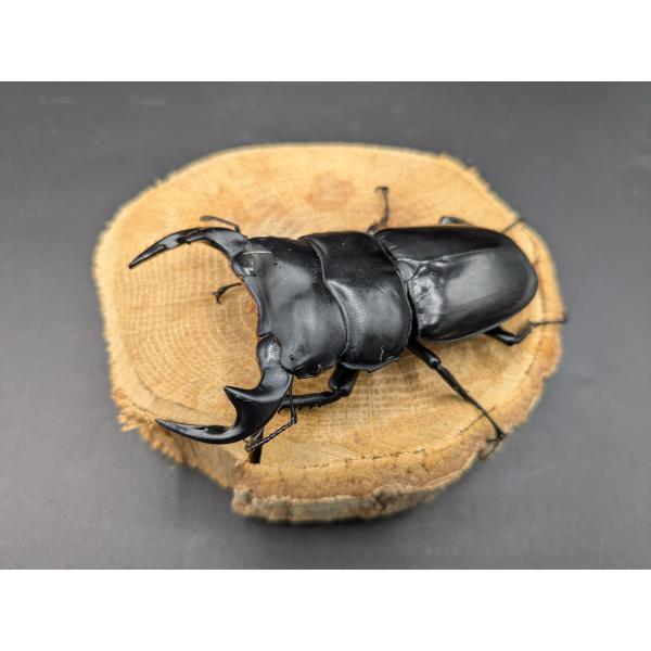 ベトナムアンテ　♂80ｍｍ♀47ｍｍライチャウ　産♂CBF1 R6年10-12月羽化　CBF1　R6年10-12月羽化