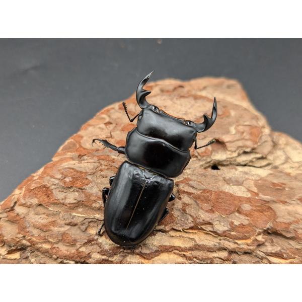 ツノボソオオクワガタ　♂47ｍｍ♀32ｍｍ台湾　嘉義県阿里山　産♂WF1　R7年11月羽化　♀WF1　R7年11月羽化　