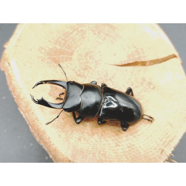 WDセメノウコクワ　♂48ｍｍ♀33ｍｍ中国四川省凉山イ族自治州会東県　産♂WD　R8年6月入荷　♂WD　R8年6月入荷※26年4月材割採集品