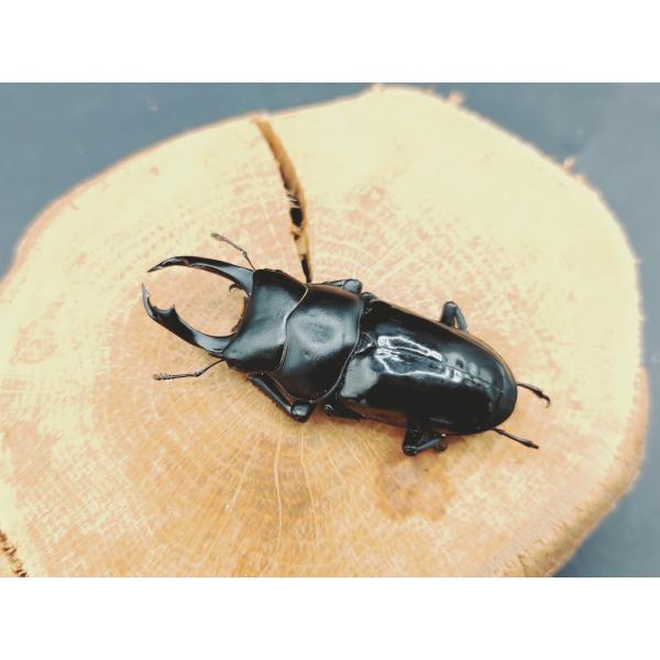 WDセメノウコクワ　♂50ｍｍ♀34ｍｍ中国四川省凉山イ族自治州会東県　産♂WD　R8年6月入荷　♂WD　R8年6月入荷※26年4月材割採集品