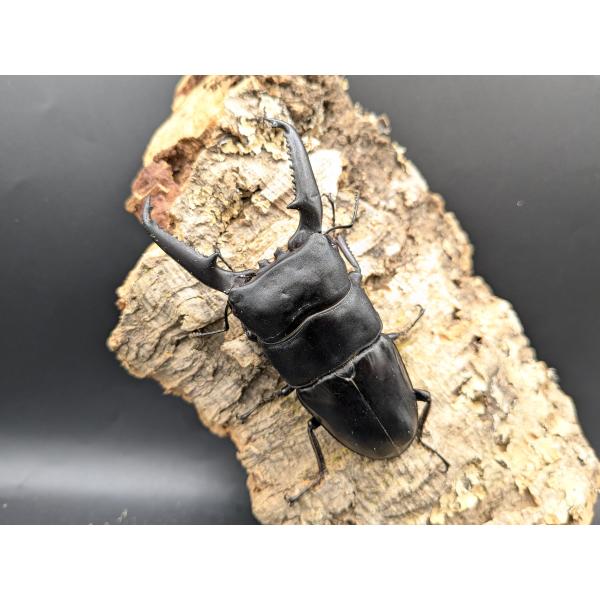 パラワンオオヒラタ　♂102ｍｍ♀47ｍｍブルックスポイント　産♂CBF2 R8年2月羽化　CBF2　R7年7月羽化