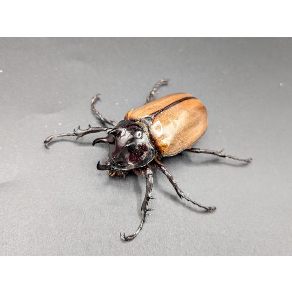 ゴホンツノカブト　♂50ミリup♀フリー　♀フリー　トリオ♂WF1　R8年1月羽化　♀WF1　R7年10月羽化ラオス　シェンクワン　産