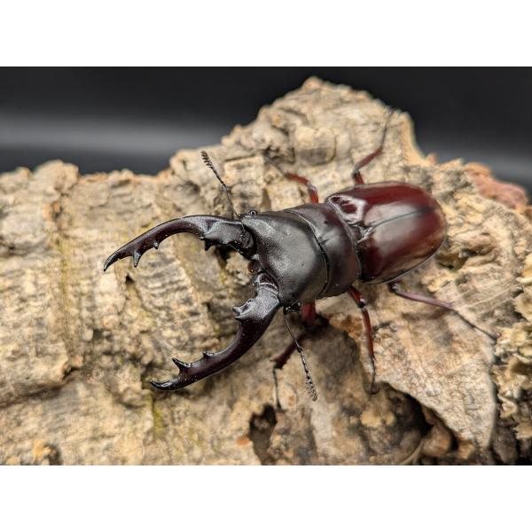 ボーリンフタマタ　バミノルム　♂71ｍｍ♀38ｍｍインド　アルナーチャル・プラデーシュ州LS　産♂WF1 R8年1月羽化　WF1　R8年1月羽化