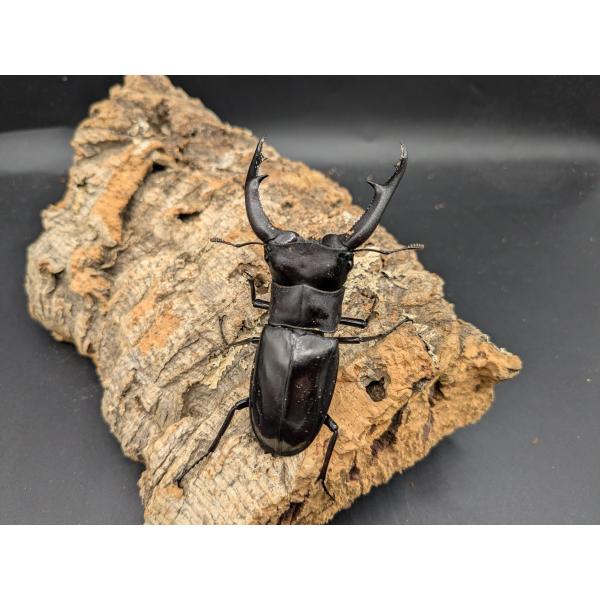 WDマンディブラリス　♂90ｍｍ♀フリースマトラ　ジャンビ　産♂WD　R8年9月入荷　♂WD　R8年9月入荷