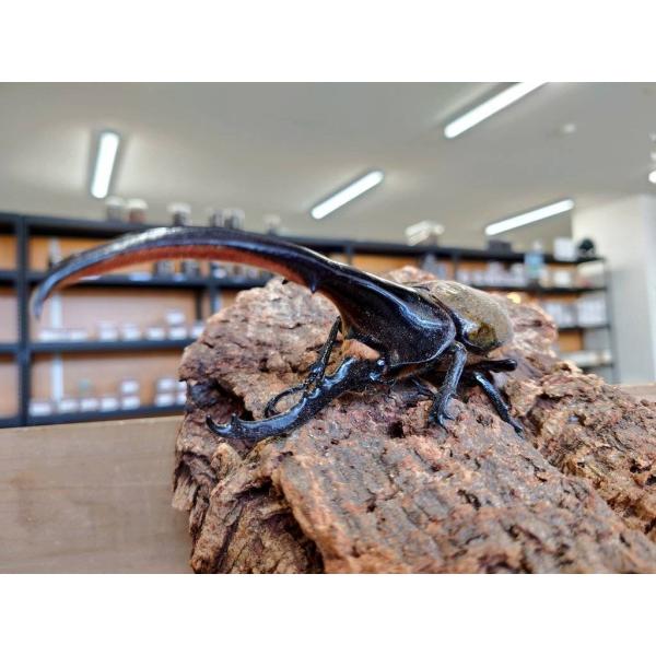 DH・ヘラクレス　幼虫グアドループ　産　CBF1R8年1月孵化　