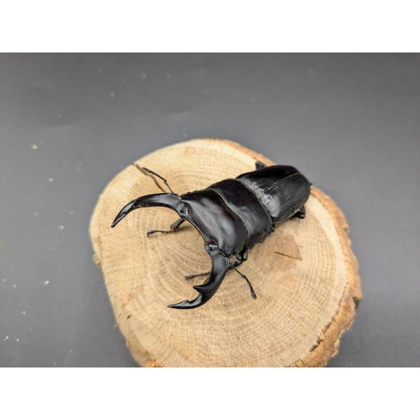 オオクワガタ　能勢YG　♂73ｍｍ♀45ｍｍ大阪府　能勢　産♂CBF1 R7年12月羽化　♀CBF1　R7年12月羽化