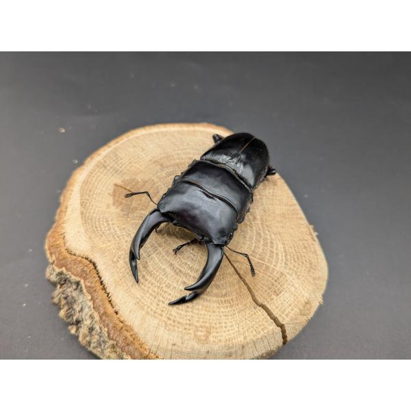 オオクワガタ　能勢YG　♂74ｍｍ♀45ｍｍ大阪府　能勢　産♂CBF1 R7年12月羽化　♀CBF1　R7年12月羽化